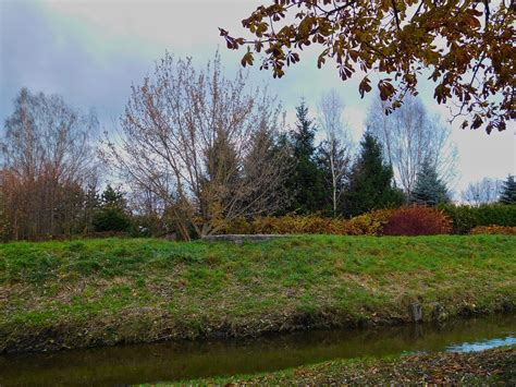 Bush Tree Park Free Photo On Pixabay Pixabay