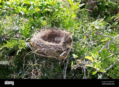 Bird Nest In Tree Branch Empty Stock Photo Alamy