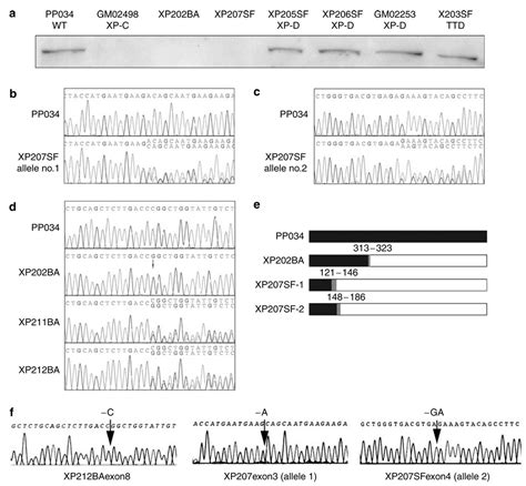 Xeroderma Pigmentosum Group C In An Isolated Region Of Guatemala Pmc Xeroderma Pigmentosum Group C In An Isolated Region Of Guatemala Pmc