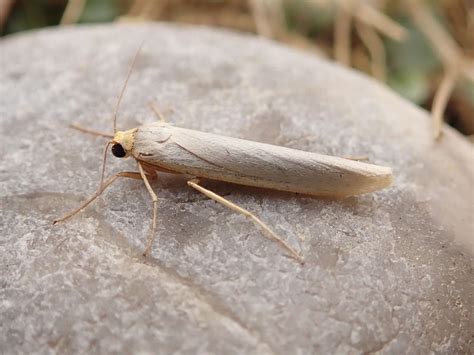Hoary Footman Somerset Moths