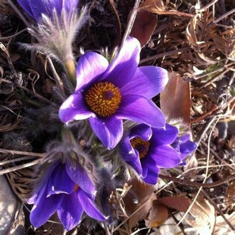 Stream Шинэ сарын шинж By Mongolian National Radio Listen Online For Free On Soundcloud