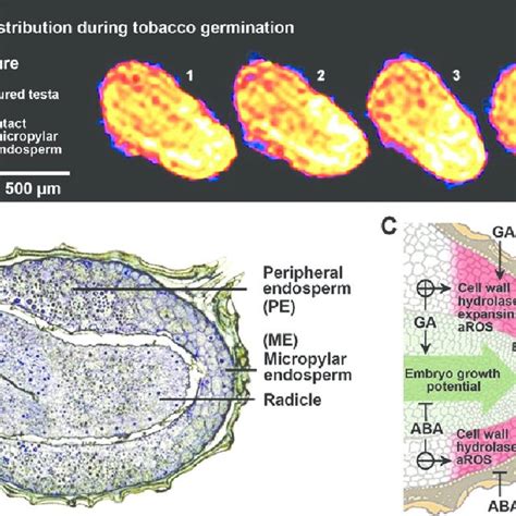 Endosperm Weakening And Germination In The Solanaceae Thin Endosperm Download Scientific