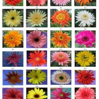 Performance Of Gerbera 24 Cultivars To Different Characters Download