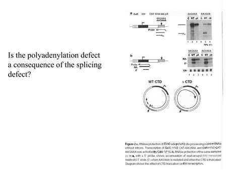 Ppt Polyadenylation Powerpoint Presentation Free Download Id 1286195