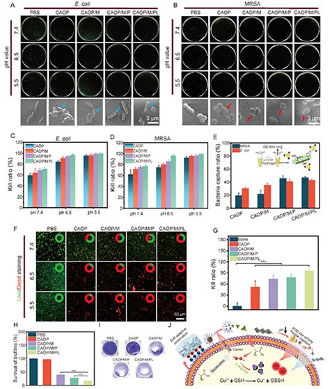 西安交大郭保林教授《natl Sci Rev 》：细菌响应程序化自激活抗菌水凝胶用于重塑伤口再生微环境以促进感染伤口愈合 中国聚合物网科教新闻