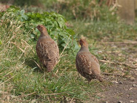 Conserving The Grey Partridge Holkham