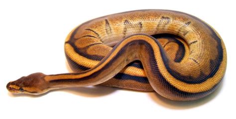 18 Snek Ideas Ball Python Morphs Snek Ball Python