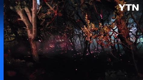 포항 등대박물관 인근 소나무 숲 화재330㎡ 소실 Ytn Youtube