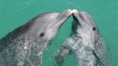 Interesting Facts About Dolphins