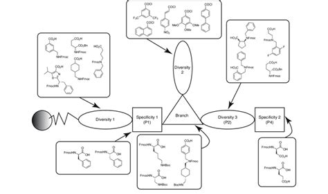 schematic illustration of the design of the combinatorial library