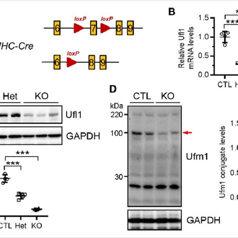 A Model Illustrating The Role Of Ufmylation In The Heart Protein
