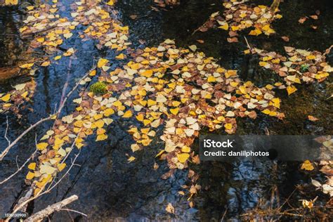 황금 빛 햇살에 얕은 백워터에 물잎 을 떠있는 가을 노란색 잎 금빛 햇빛에 물 표면에 노란색 단풍 물에 쓰러진 잎과 맑은 아름다운 자연 배경 가을 배경 가을에 대한 스톡