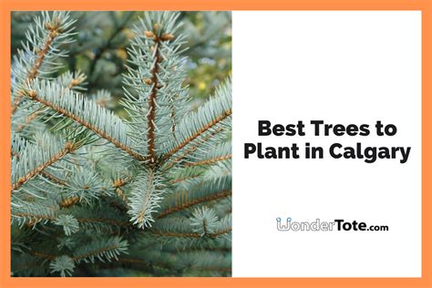 Best Trees To Plant In Calgary Wondertote Calgary