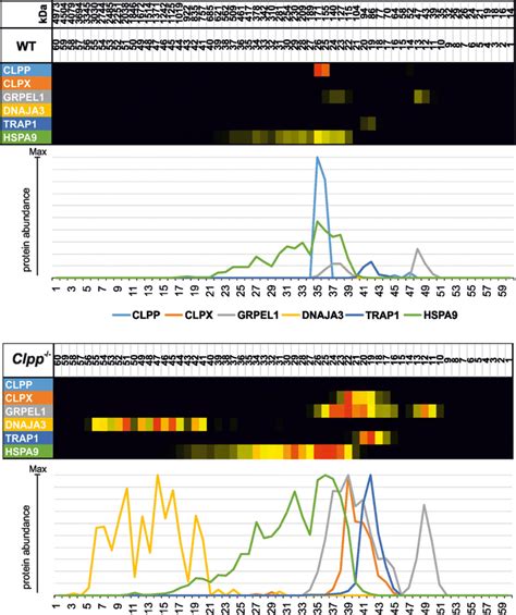 Complexome Profile Of Mitochondrial Matrix Chaperones In Clpp− − Brain Download Scientific