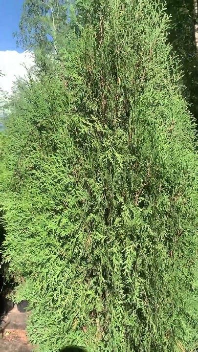 Туя западная Вагнери (Wagneri) - YouTube