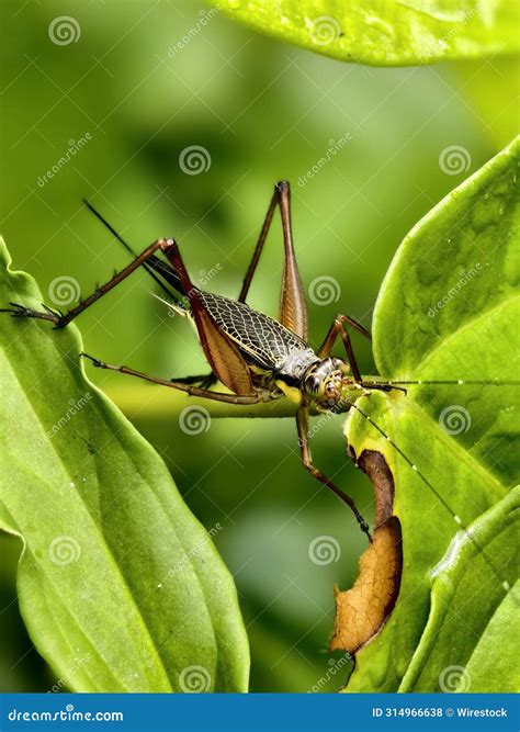 Grasshopper Eating Leaf At Burmese Waterfall Picnic Malaysia Stock