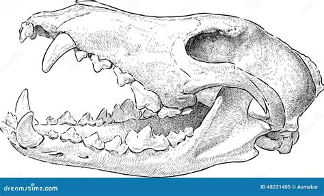 Wolf Skull Drawing