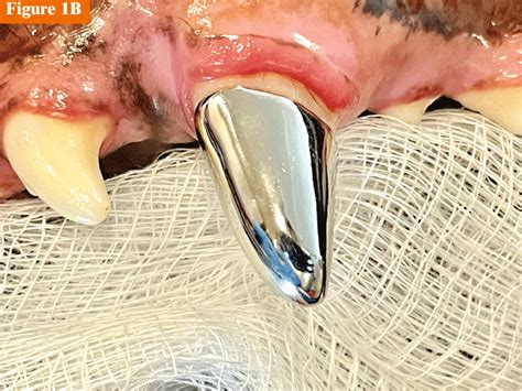 Give That Dog A Dental Crown Veterinary Practice News