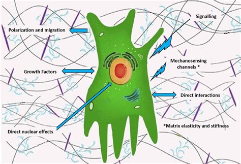 Extracellular Matrix Connective Tissue