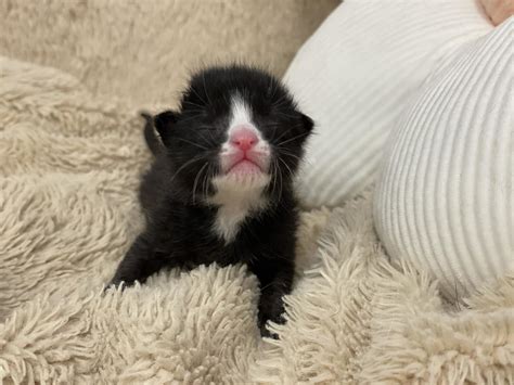 코리안숏헤어 뽀오 하이랜드폴드책임분양 애완견책임분양 반려견책임분양 소형견키우는방법 중형견키우는방법 대형견키우는방법 미니비숑프리제키우는방법 토이푸들키우는방법 골든리트리버키우는