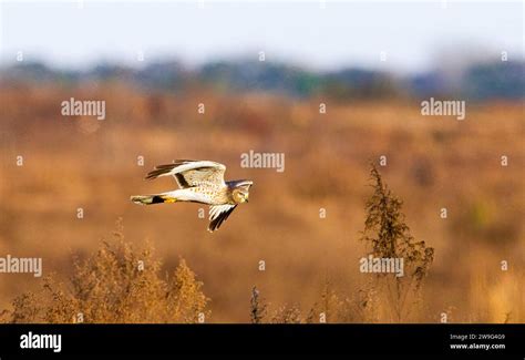 Male Northern Harrier Circus Cyaneus Flying Low Over Meadow