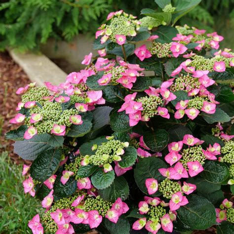 14 Compact And Dwarf Hydrangeas For Small Spaces Proven Winners