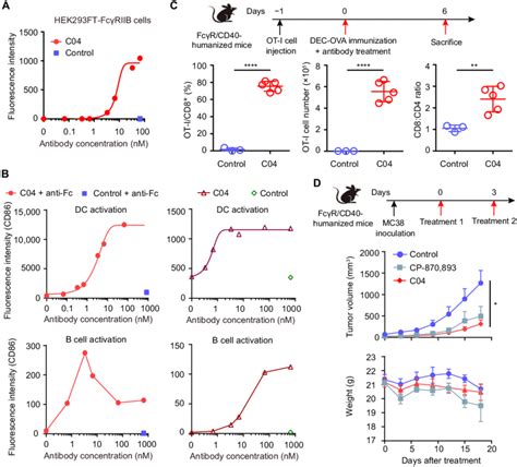 Characterization Of The Identified Cd40 Agonist Antibody A The