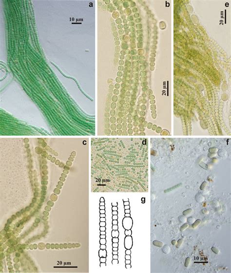 Wollea Salina Sp Nov Type Figures A B Fascicles Of Filaments From Download Scientific
