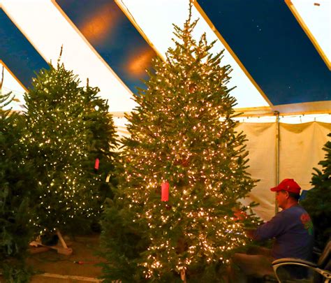 Pattons Real Christmas Trees Pattons Christmas Trees Dallas Real