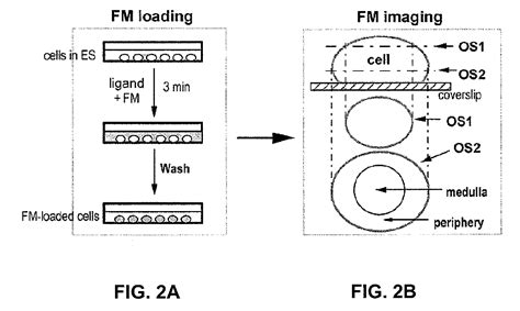 Method And System For Screening The Receptor Ligand Binding In Live Cell Eureka Patsnap