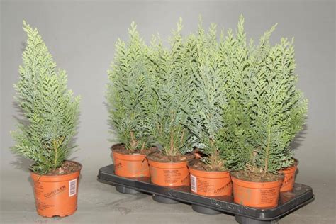 Кипарисовик комнатный виды и сорта фото: уход в домашних условиях за ...