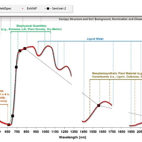 1 Canopy Reflectance Of Vital Green Winter Wheat Triticum Aestivum Download Scientific