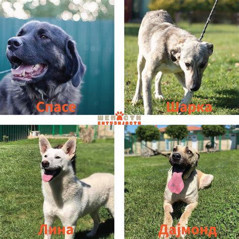 Шепасти Ентузијасти On Twitter Но долговите во пансионите само се зголемуваат овој месец