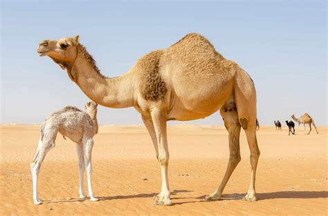 How Long Can A Camel Go Without Water A Z Animals