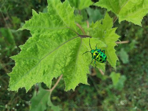 100000 Free Leaf Bugs And Bug Images Pixabay