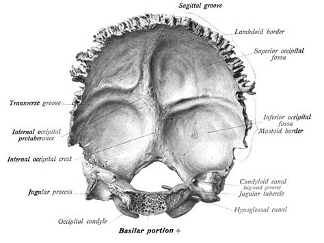 Occipital Bone Basilar Part