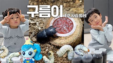 구름이ㅣ사슴벌레ㅣ장수풍뎅이ㅣ애벌레키우기ㅣ톱밥갈아주기ㅣ곤충키우기ㅣ크리스마스선물ㅣ곤충박사ㅣ샤샤핑ㅣ티니핑 Youtube