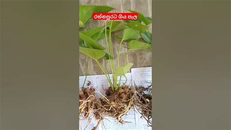 රත්නපුරට ගිය පැල ගත්ත මිස්ට ගොඩක් ස්තූතියි Youtube Youtubeshorts Srilanka Subscribe Video