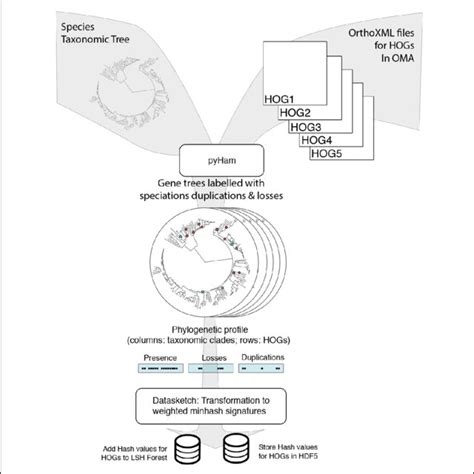 diagram summarizing the different steps of the pipeline to generate the