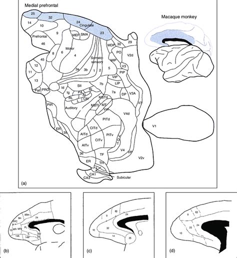 Schematic Illustrating The Subdivision Of Cingulate Cortex Of The Download Scientific Diagram