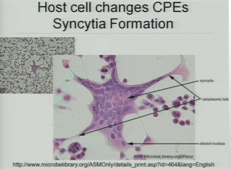 Lec 8 Virus Detection And Propagation Flashcards Quizlet