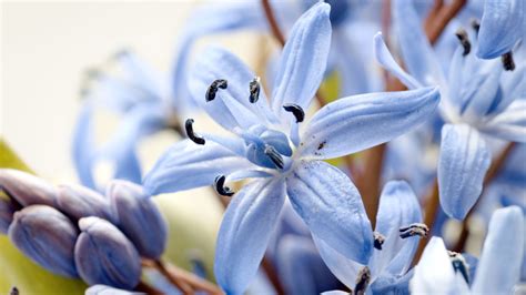 Blue Light Lily Flower Petals Pollen Macro Blur Background 4k Hd