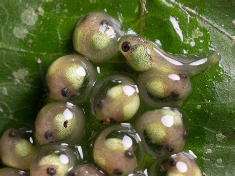 When The Heat Is On Red Eyed Treefrogs Hatch Early Smithsonian