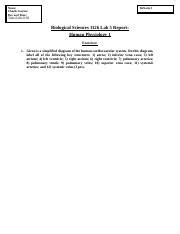 Lab Docx Name Charlie Gaynor Day And Time DeNarie Tues Biological Sciences