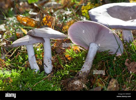 Wood Blewit Mushroom Blue Stalk Mushroom Violetter Rötelritterling