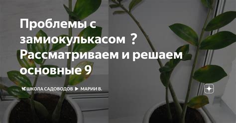 Проблемы с замиокулькасом Рассматриваем и решаем основные 9 🌿Школа садоводов Марии В Дзен