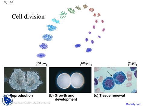 Reproduction Fundamentals Of Biology Lecture Slides Docsity