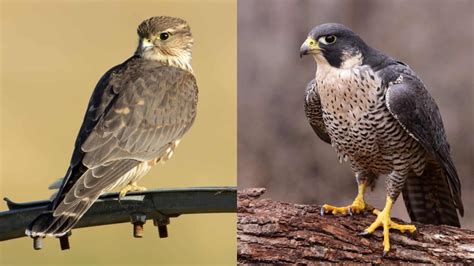 Merlin Vs Peregrine Falcon Lets Compare And Contrast