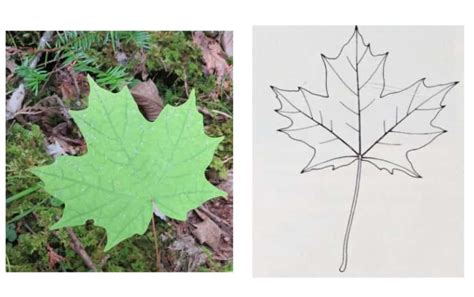 Maple Tree Identification By Leaf Chart Pictures