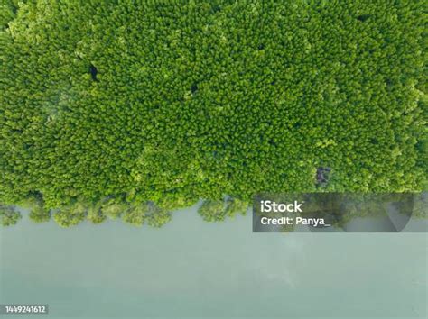 놀라운 풍부한 맹그로브 숲 숲 나무의 공중보기 열대 우림 생태계와 건강한 환경 배경 녹색 나무의 질감 숲 위에서 아래로 높은 각도보기 0명에 대한 스톡 사진 및 기타 이미지